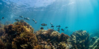 Snorkelling | Nature Play SA