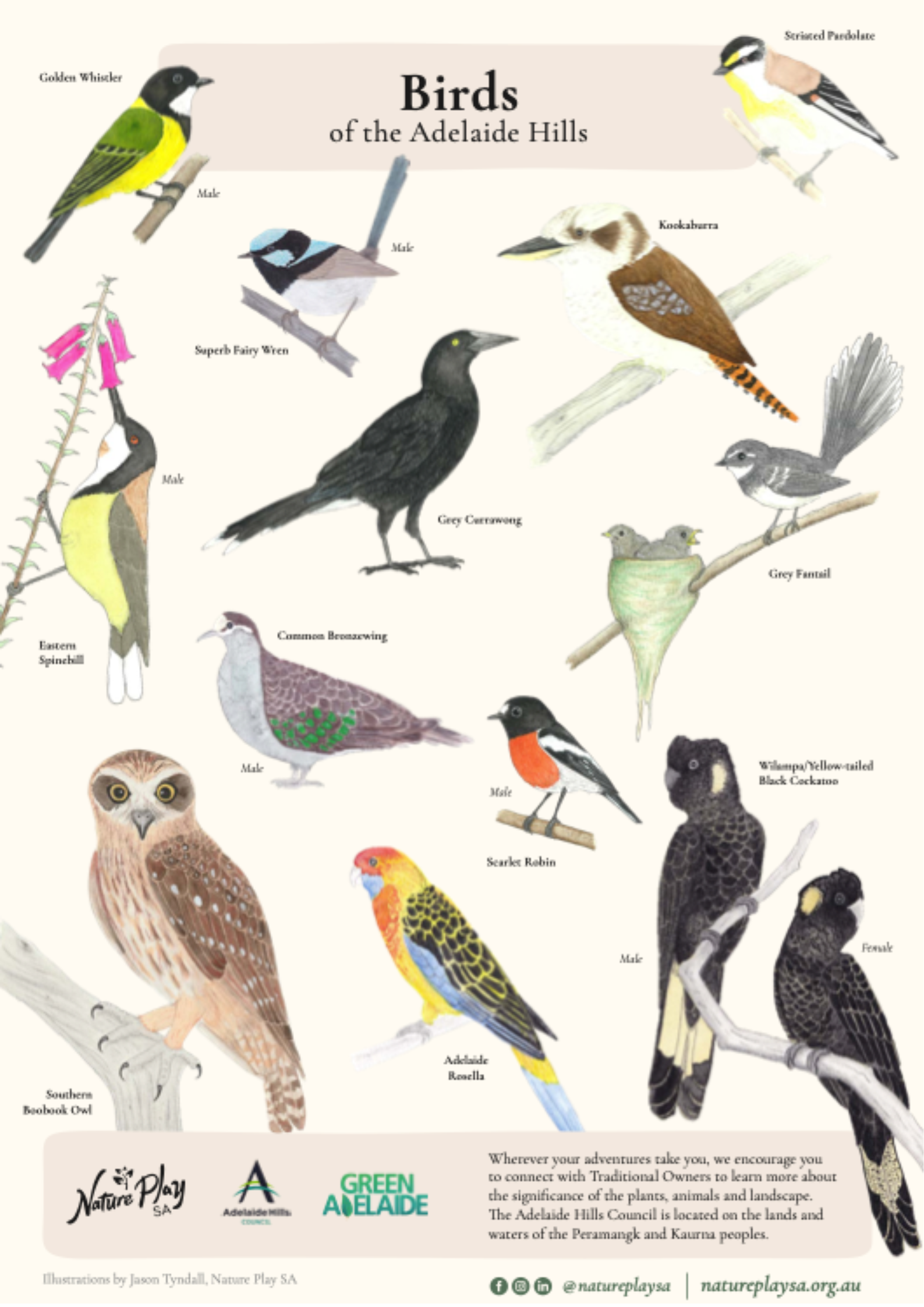 Birds of the Adelaide Hills | Nature Play SA