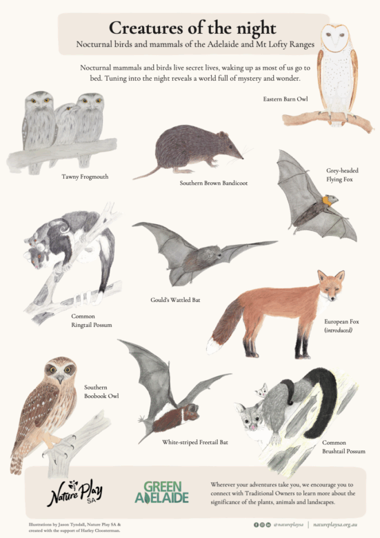 Creatures of the night – nocturnal mammals | Nature Play SA